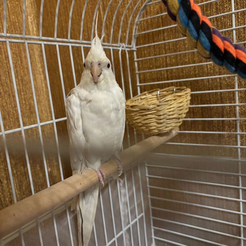 Корелла девочка 6 месяцев