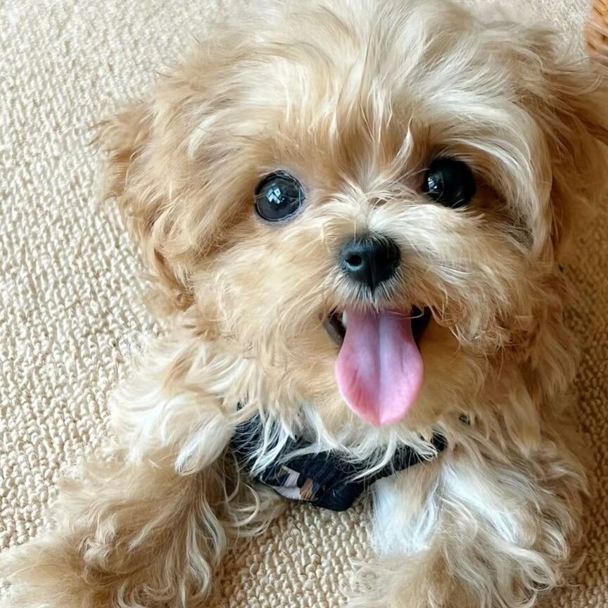 Мальтипу, щенок