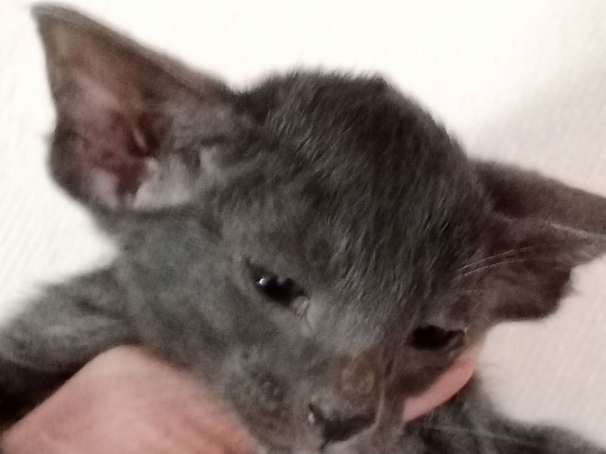 Котята ориентальные