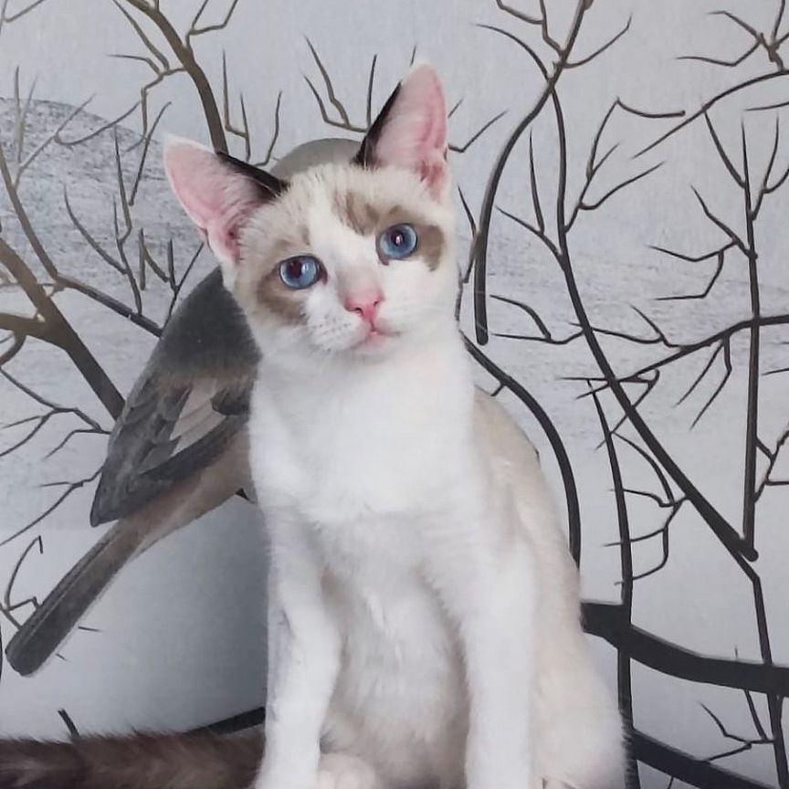 Тайский котенок в добрые руки Даня