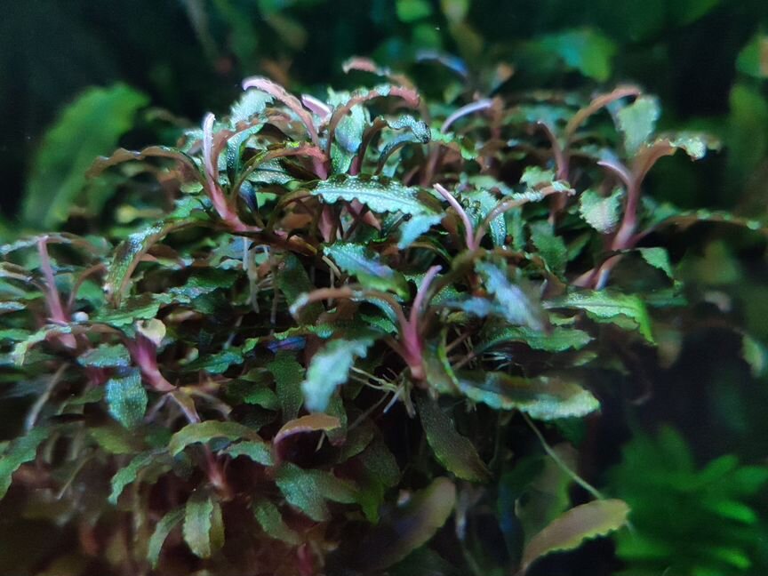 Буцефаландры два вида