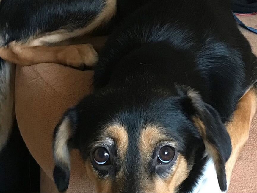 Отдам в добрые руки