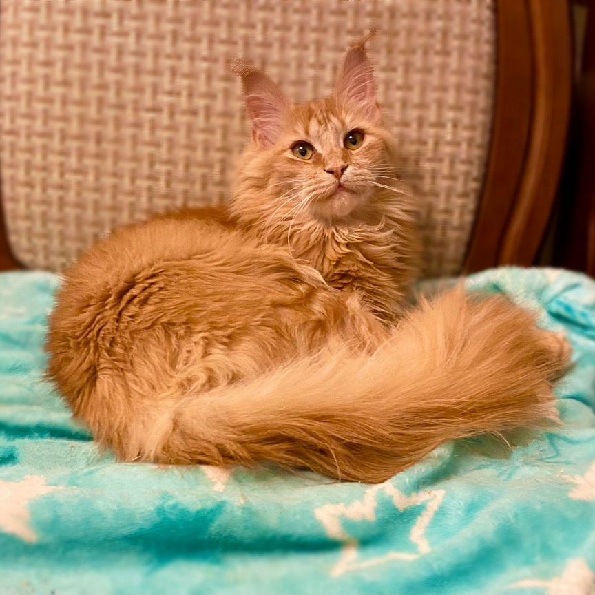 Кошка мейн-кун красная в любимцы