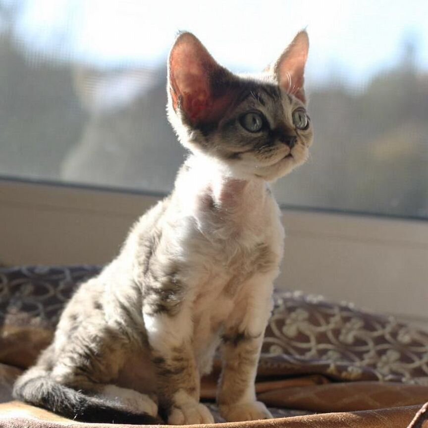 Кошечка девон рекс