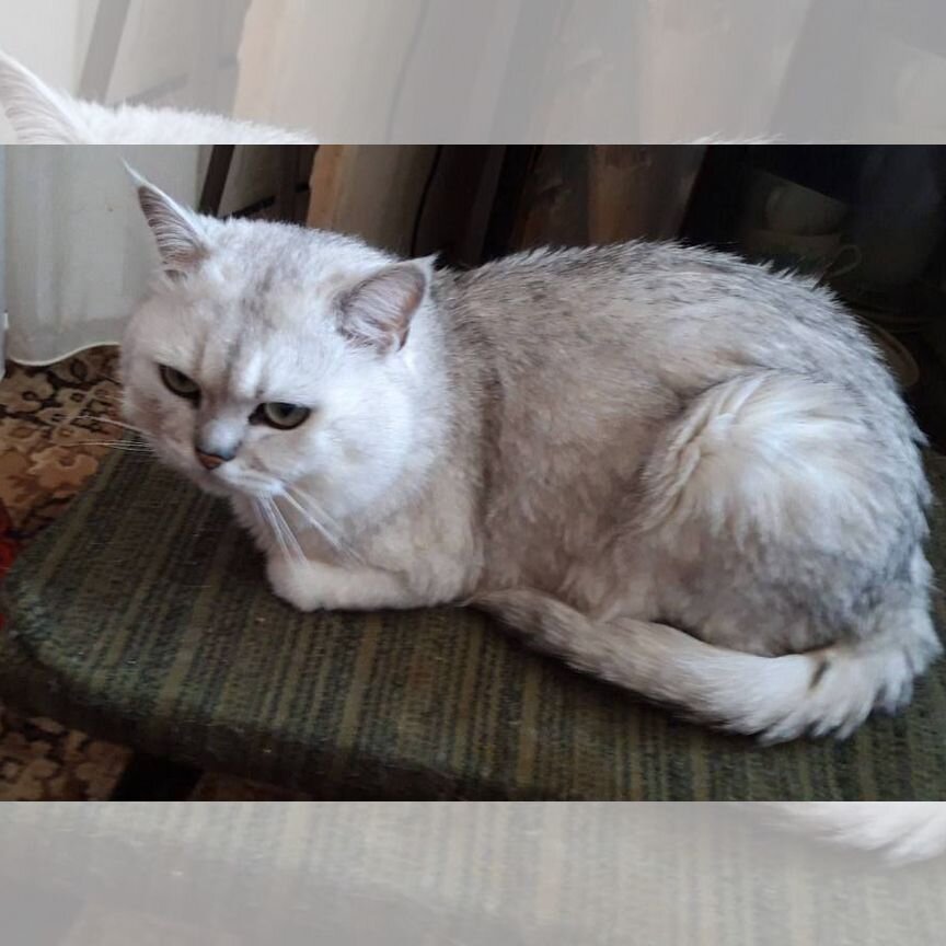 Сибирский, взрослый кот