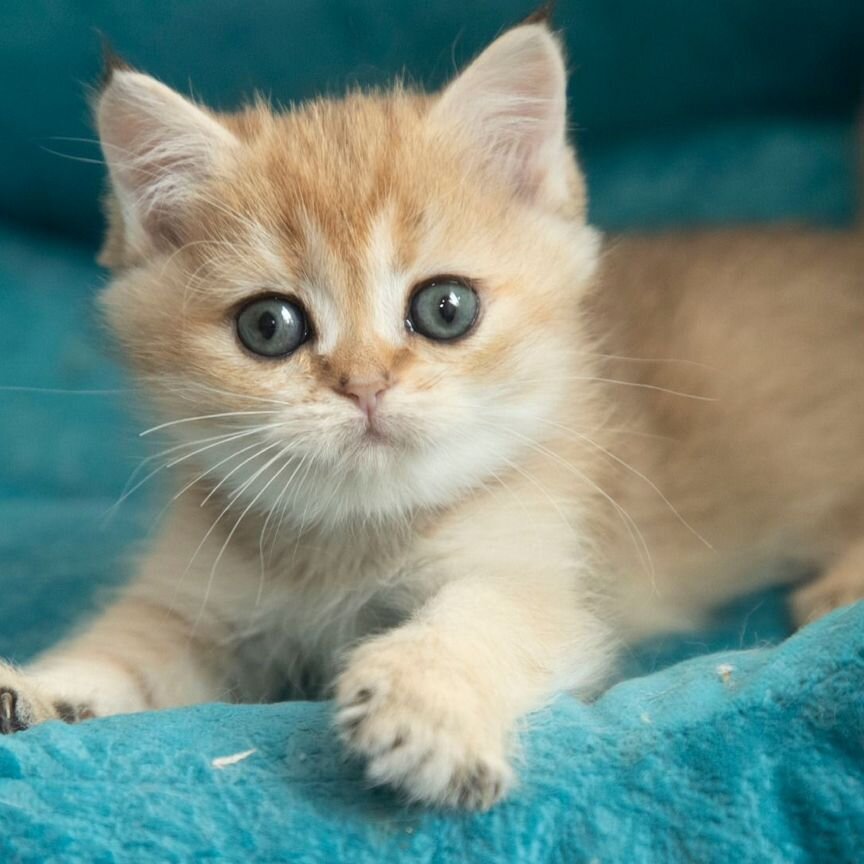 Предлагаются котята британской кш и дш