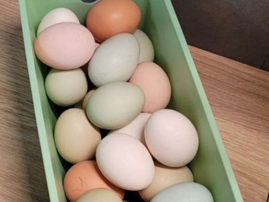 Инкубационное яйцо кур несушек