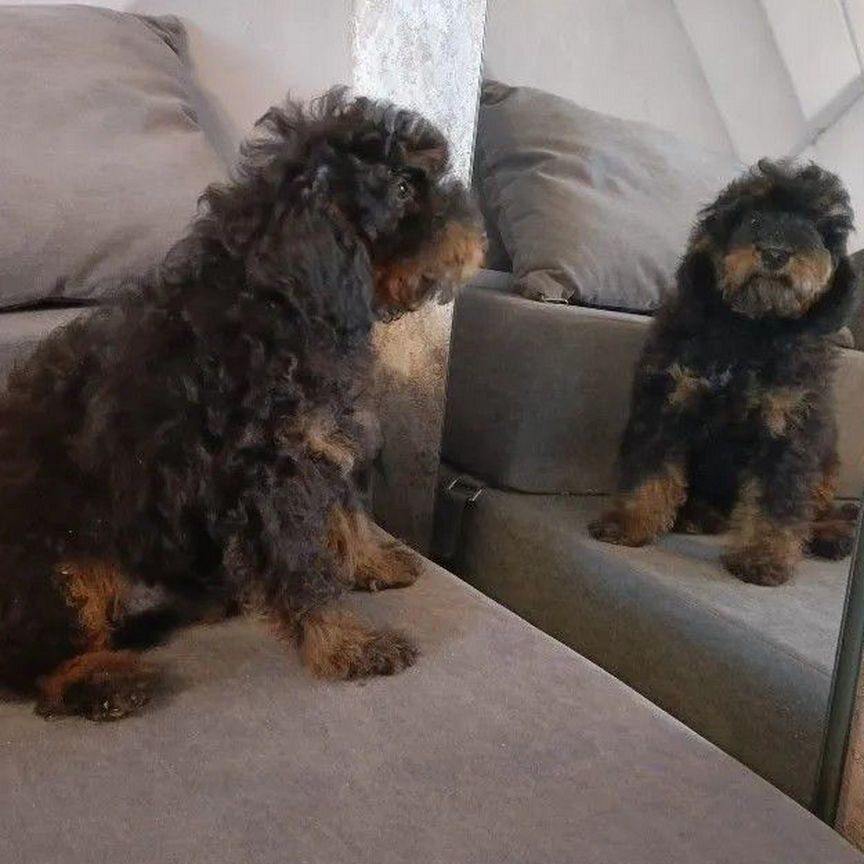 Той-пудель, щенок