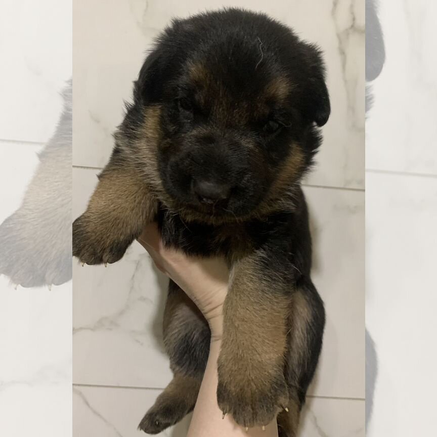 Немецкая овчарка, щенок