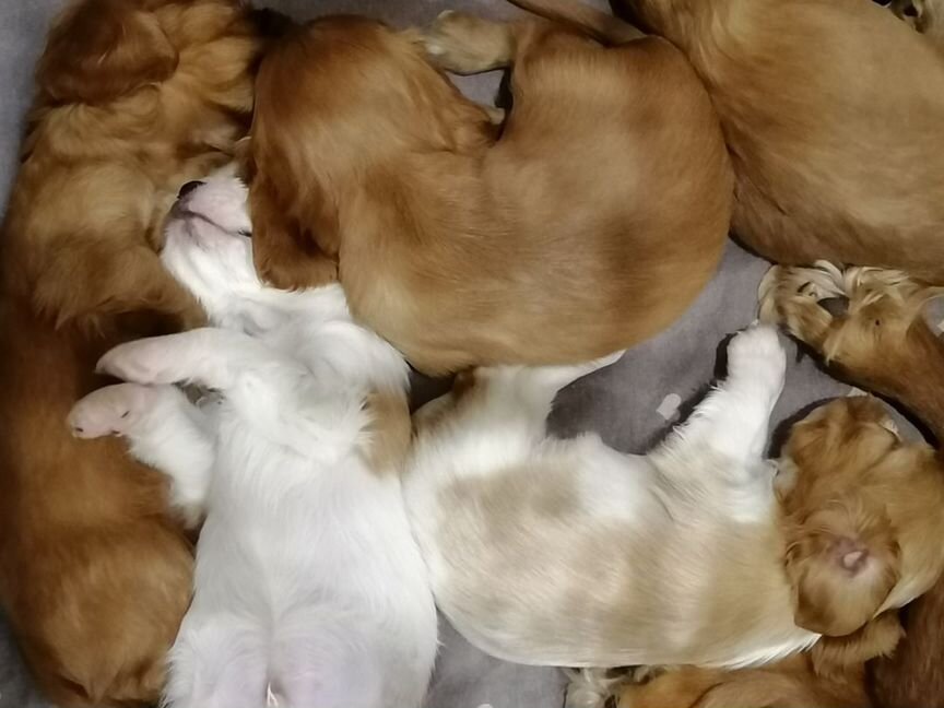 Маленькие очаровашки