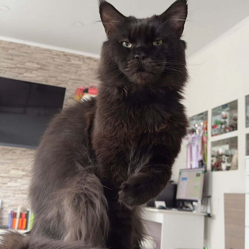 Дети от кото гиганта