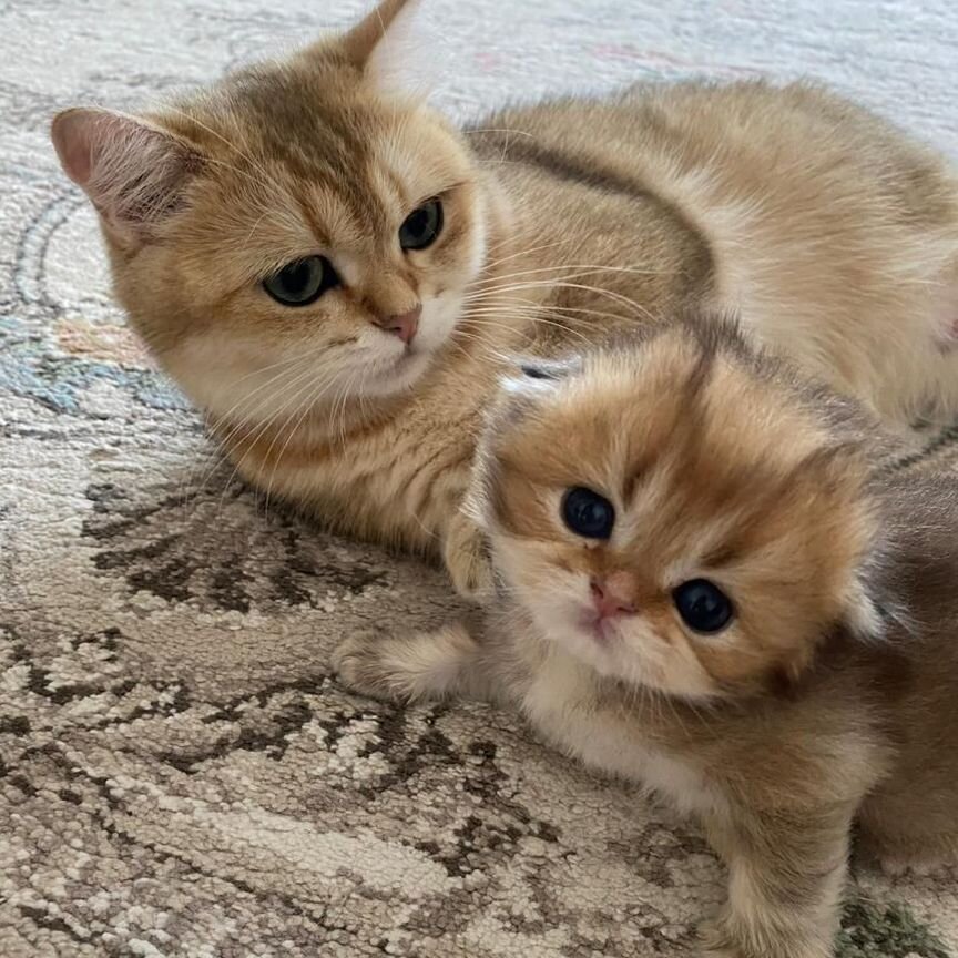 Шотландские золотые шиншиллы котята