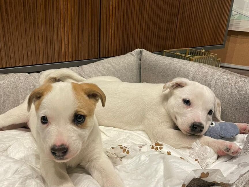 Щенок в добрые руки