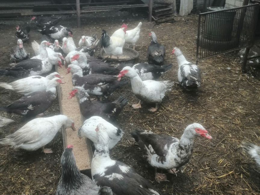 Утки и индоутки