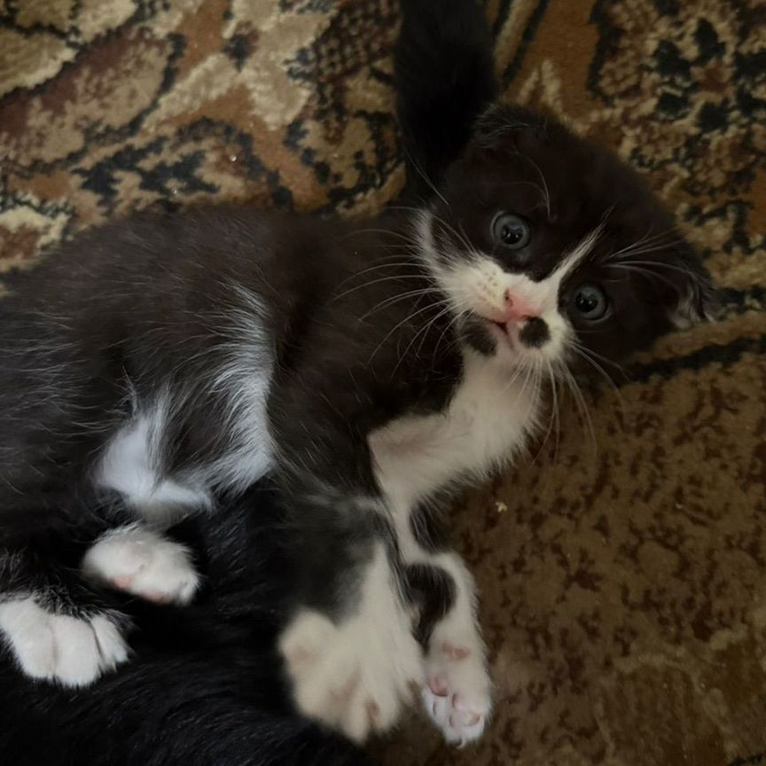 Продам шотландских котят