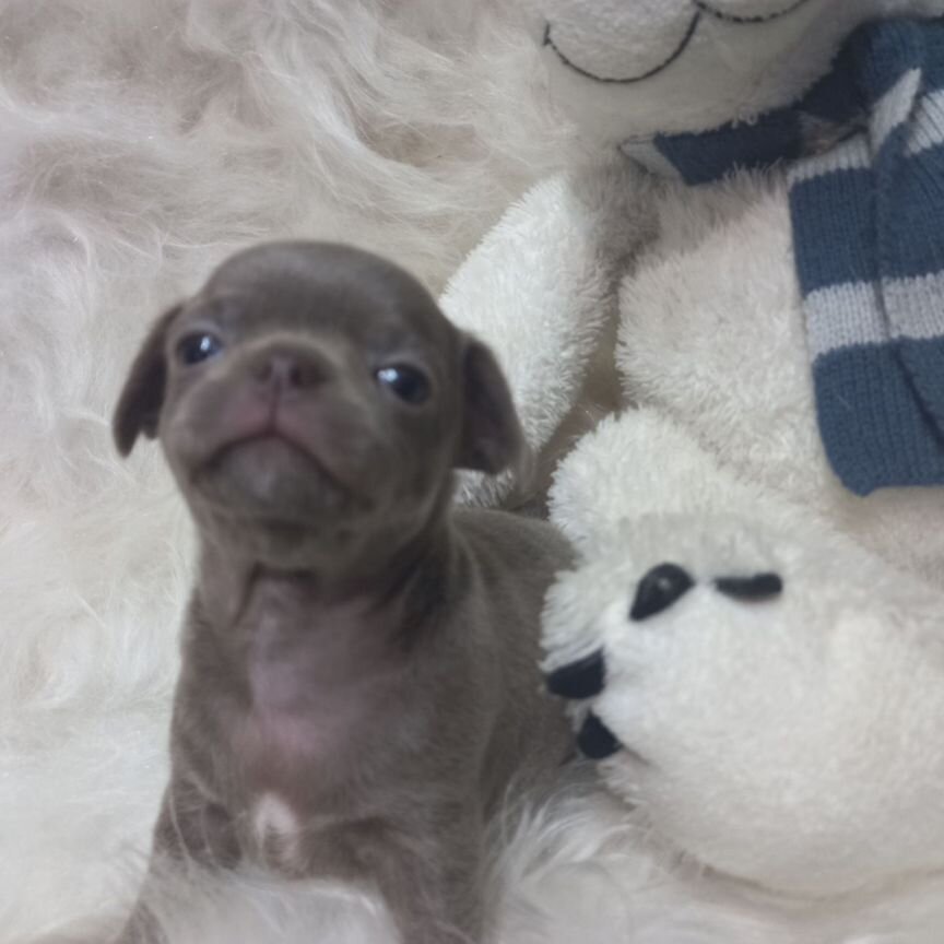 Продаются щенки чихуахуа