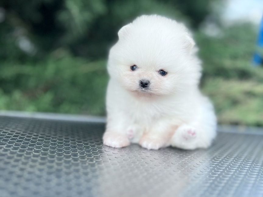 Белый мальчик померанского шпица