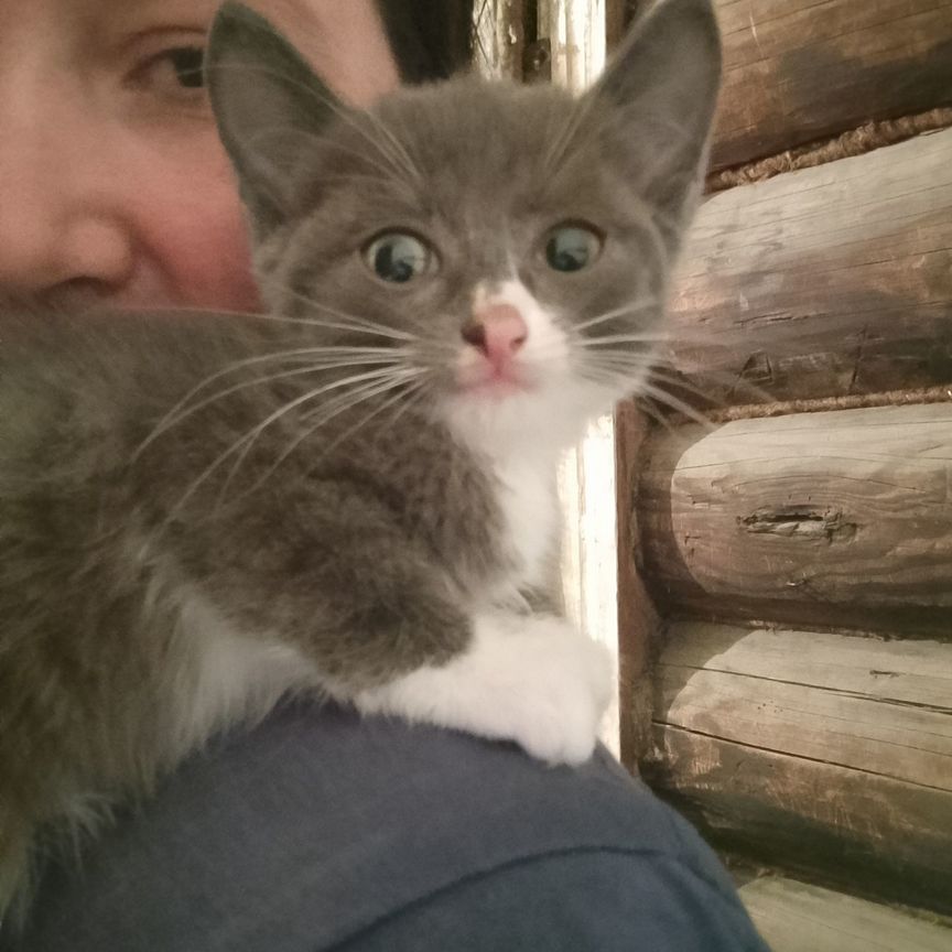 Серенький мальчик метис 2 мес
