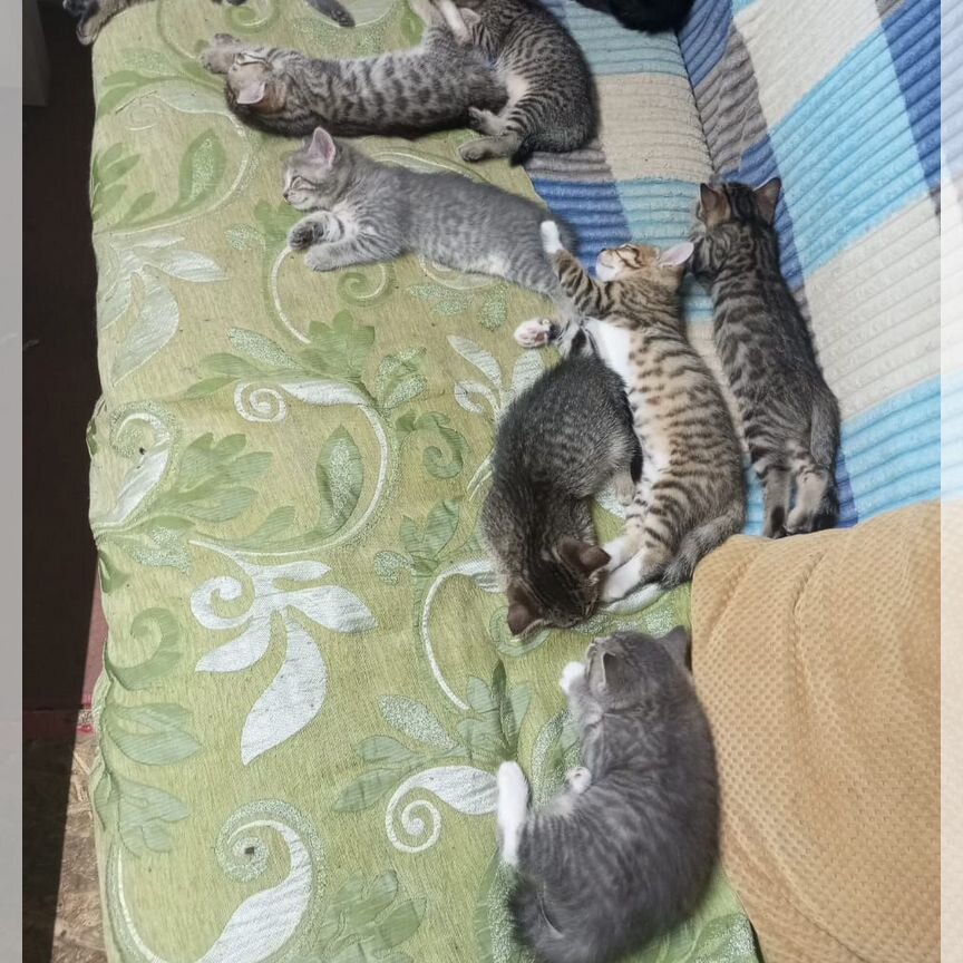 Котята бенгальские метисы