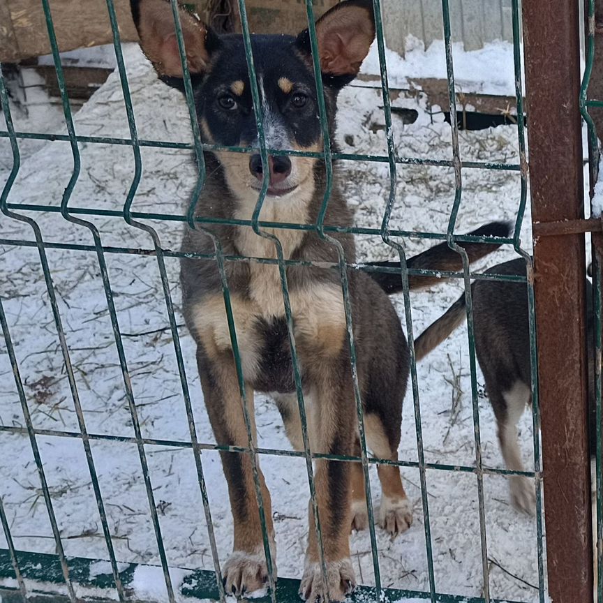 Щенок в добрые руки