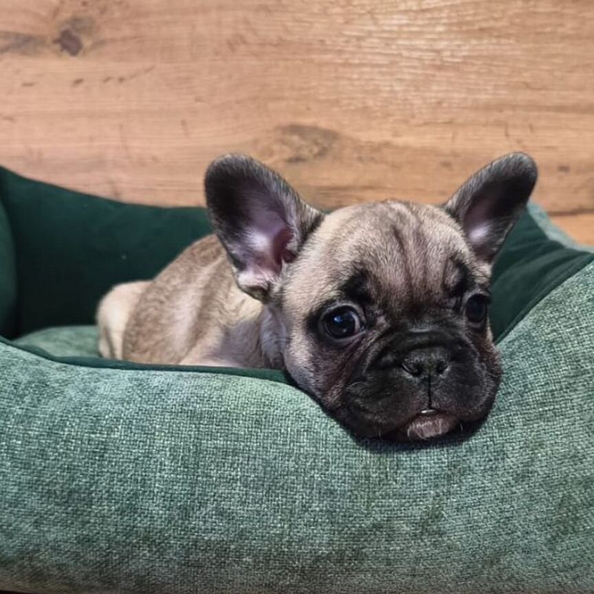 Мальчик и девочка палевого окраса