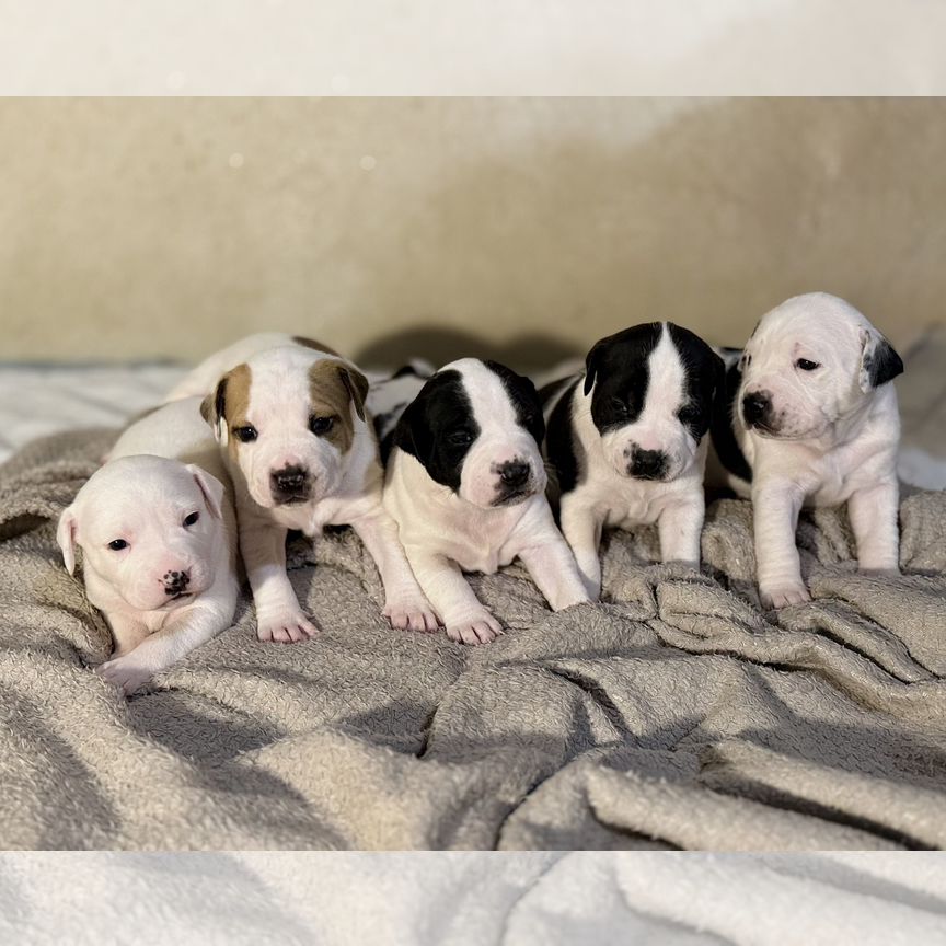 Американский стаффордширский терьер, щенок