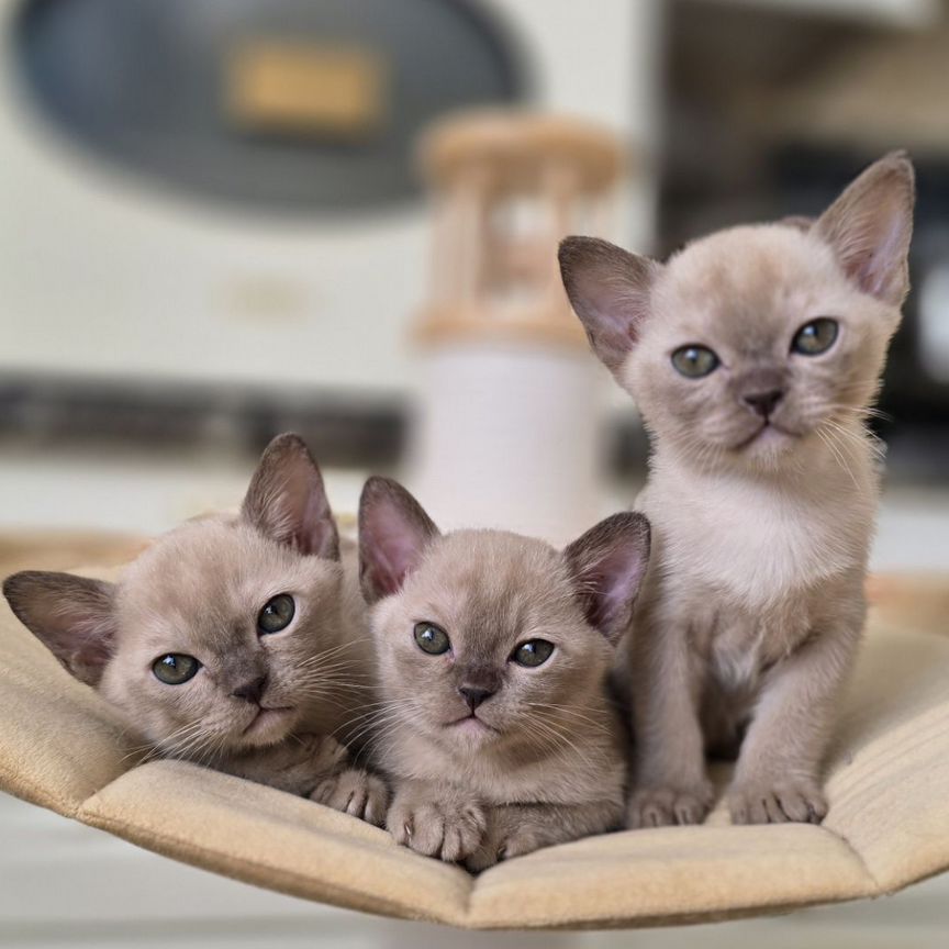 Бурманские котята