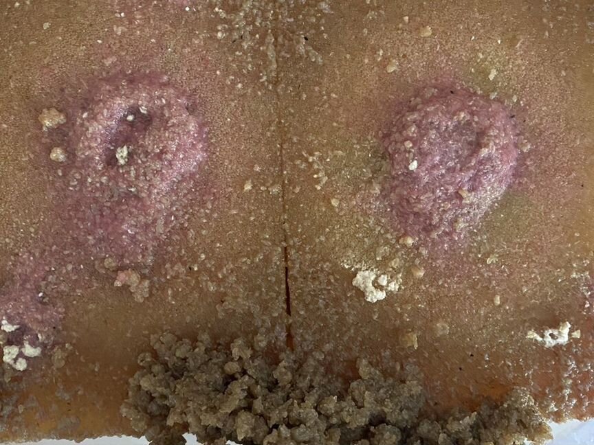 Трубочник изя