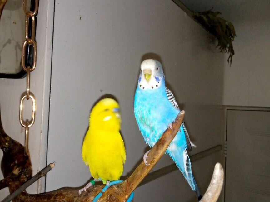 Пара волнистых попугаев