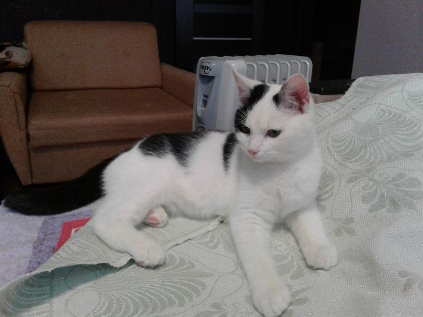 Молодой кот (4 мес.) в добрые руки