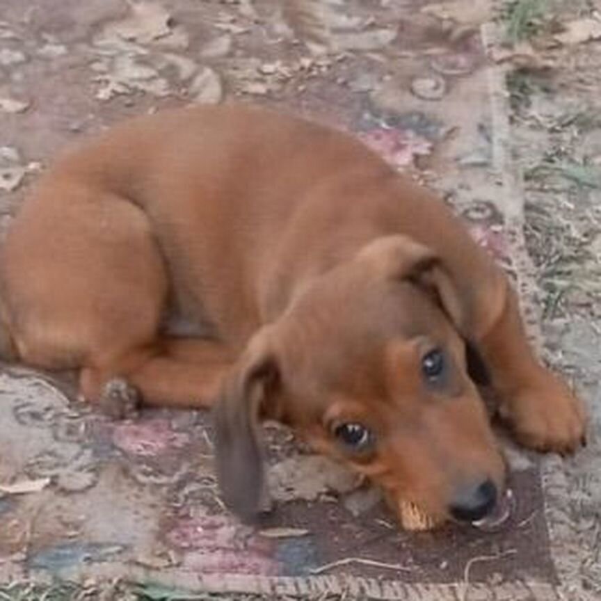 Собака в добрые руки