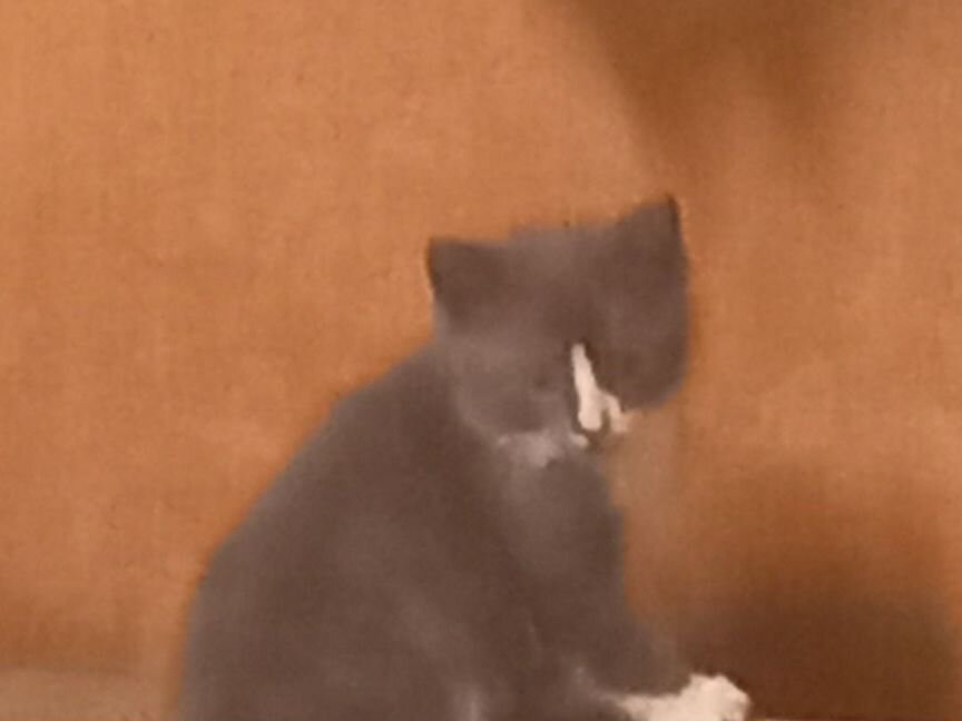 Котята в добрые руки бесплатно