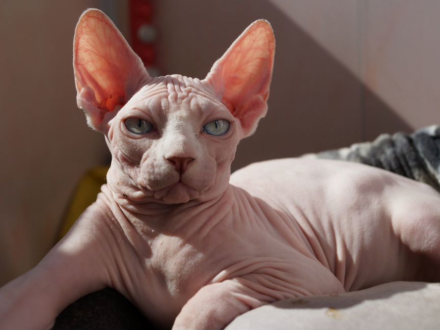 Котята сфинкса