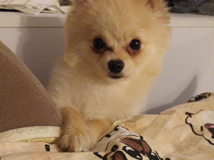 Померанский шпиц