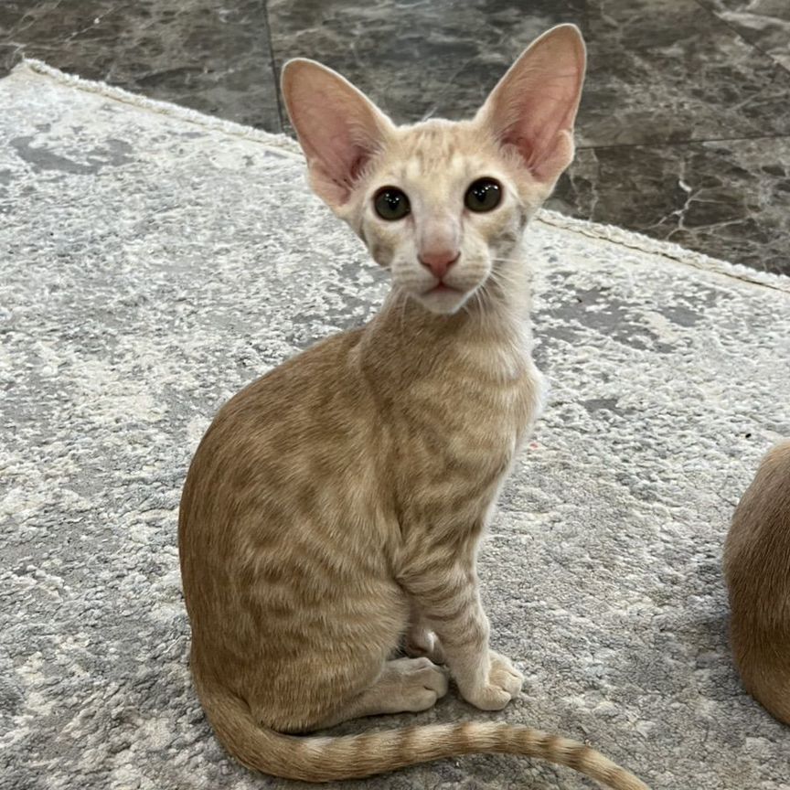 Ориентальный котёнок