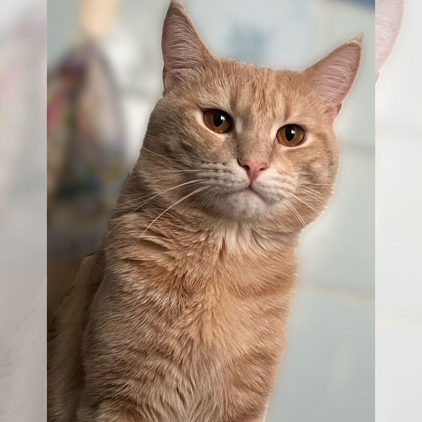 Мейн-кун, взрослая кошка