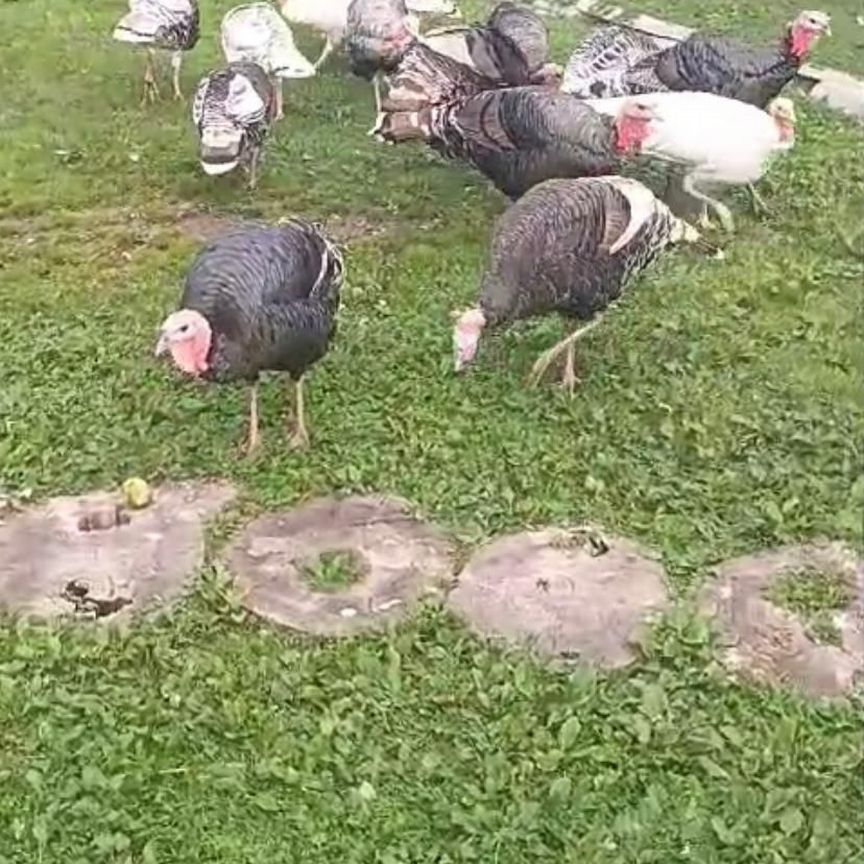 Индюшки