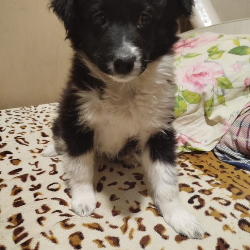 Симпатичные пушистики