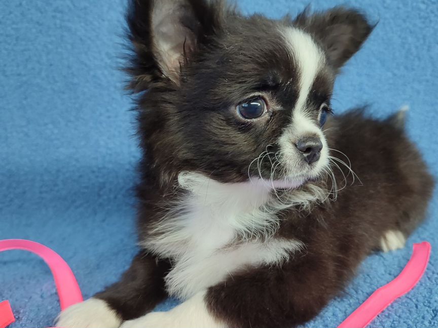 Франк во фраке