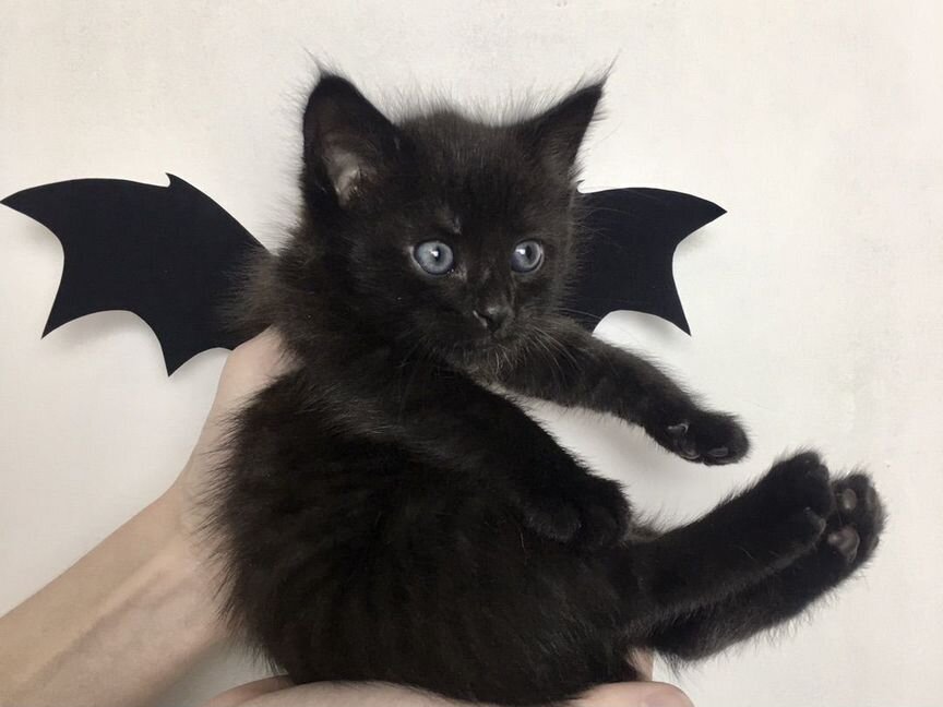 Отдам котенка