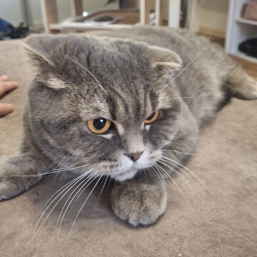 Шотландская вислоухая короткошёрстная кошка, взрослая