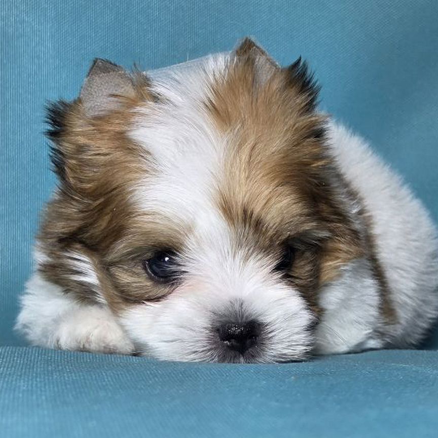 Йоркширский терьер, щенок