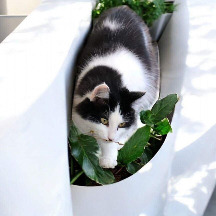 Кошка ищет семью