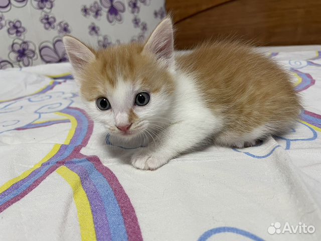Трехцветные котята 1 месяц