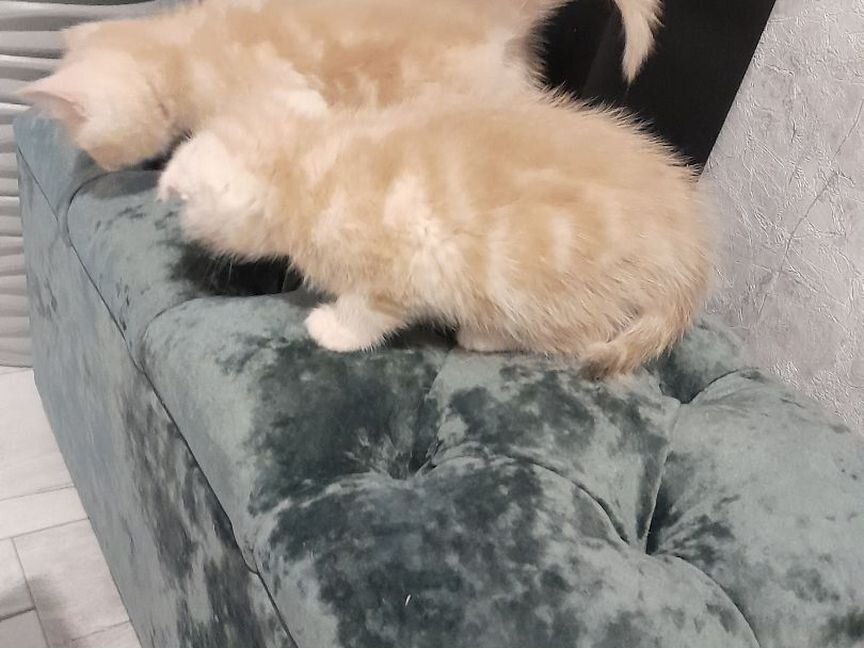 Шотландские котята Фолд и Страйт