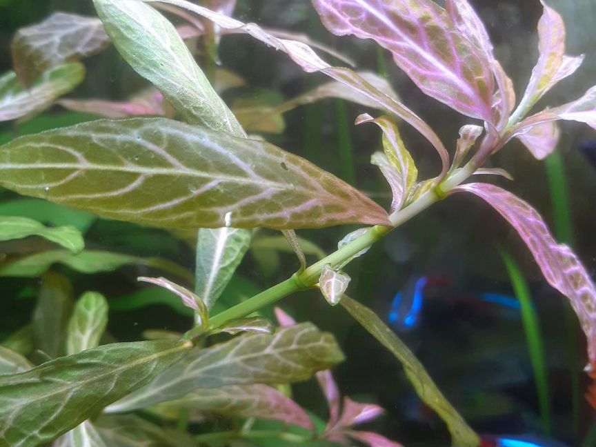 Аквариумные рыбки,растения