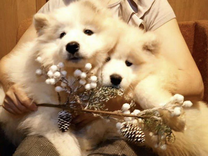 Самоедская лайка