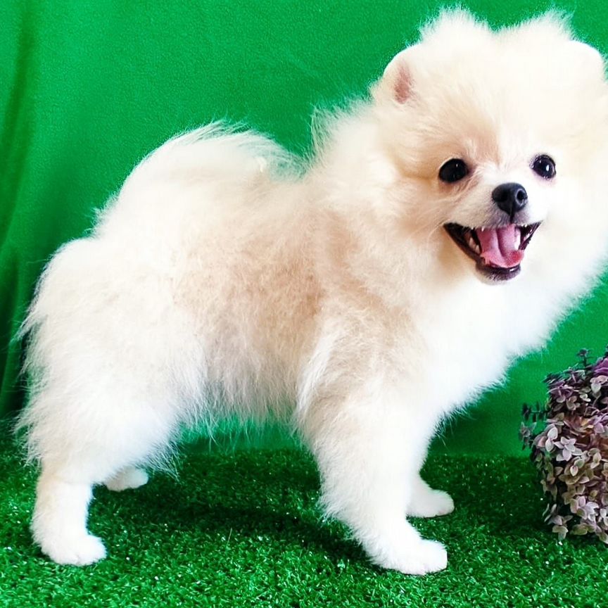 Щенки шпица