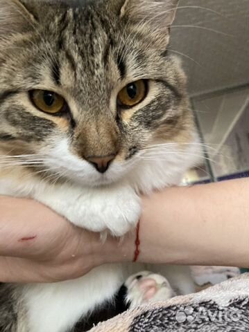 Котик в добрые руки