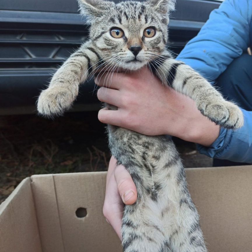 Кошка в добрые руки